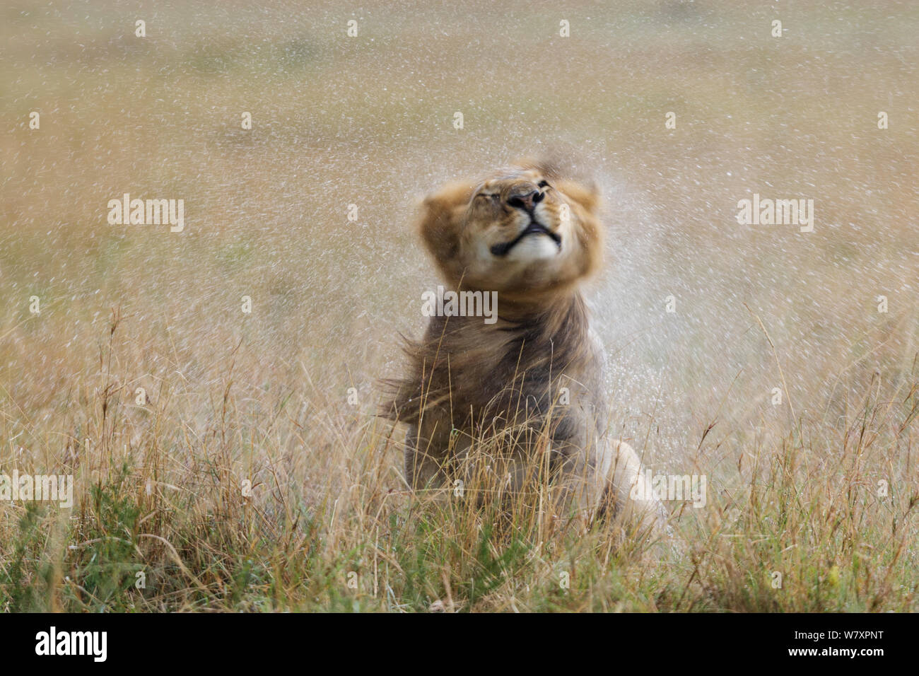 Lion shaking water hi-res stock photography and images - Alamy