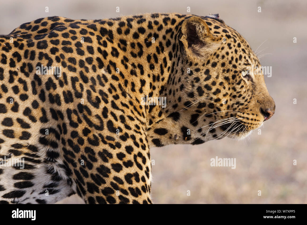 Male leopard hi-res stock photography and images - Alamy