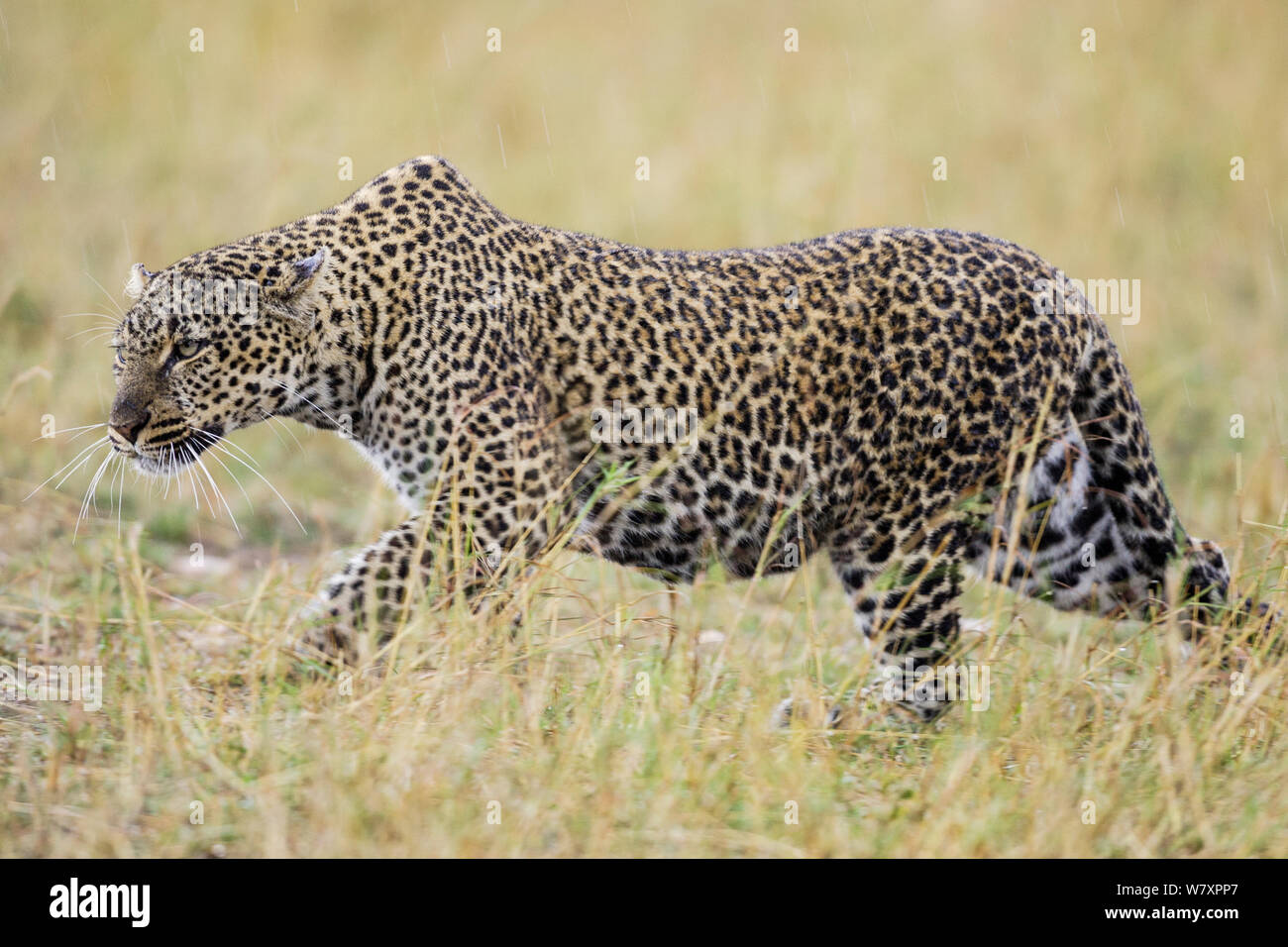 Leopard (Panthera pardus) female stalking in the rain, Masai-Mara game ...