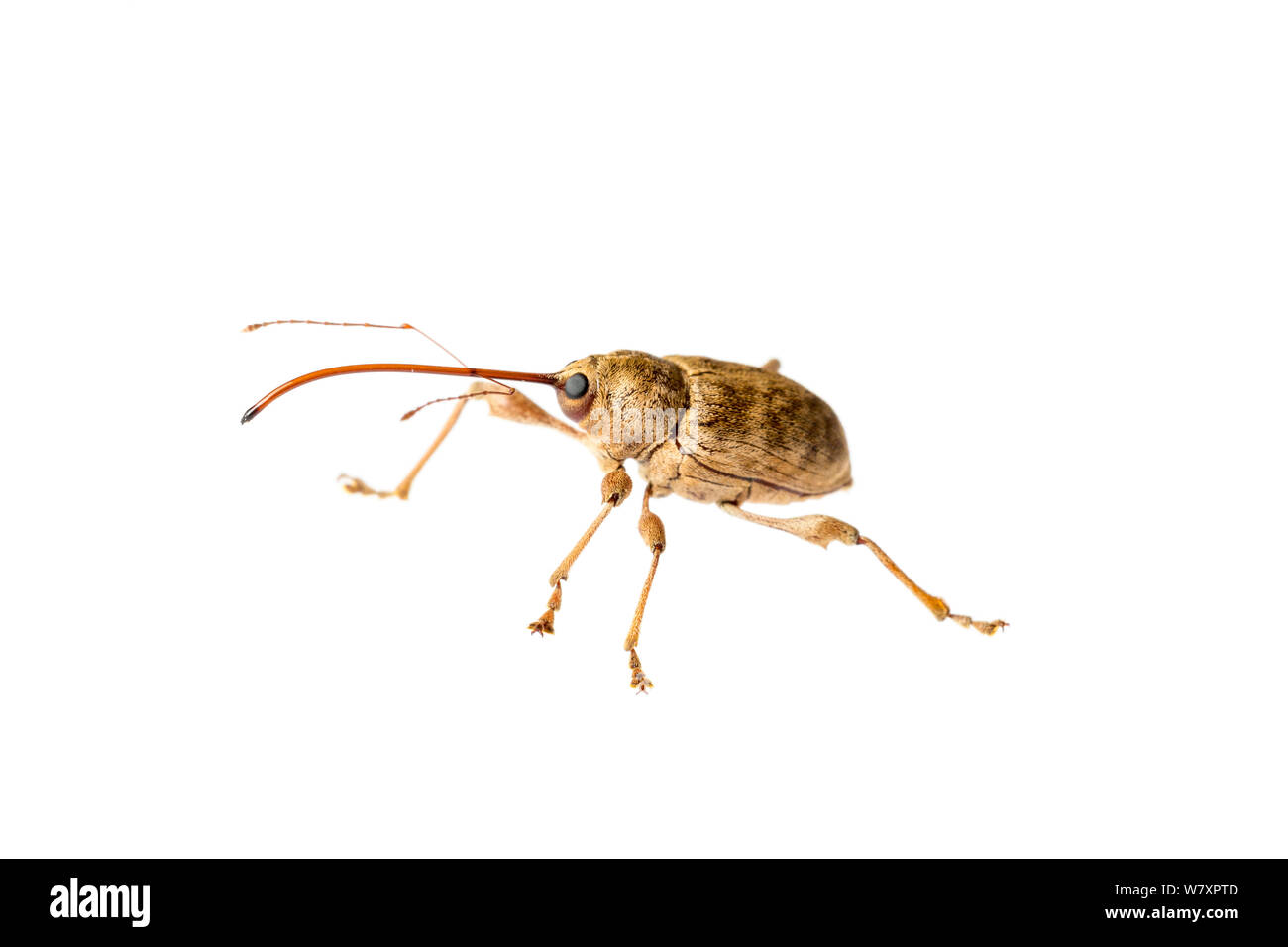 European chestnut hi-res stock photography and images - Alamy
