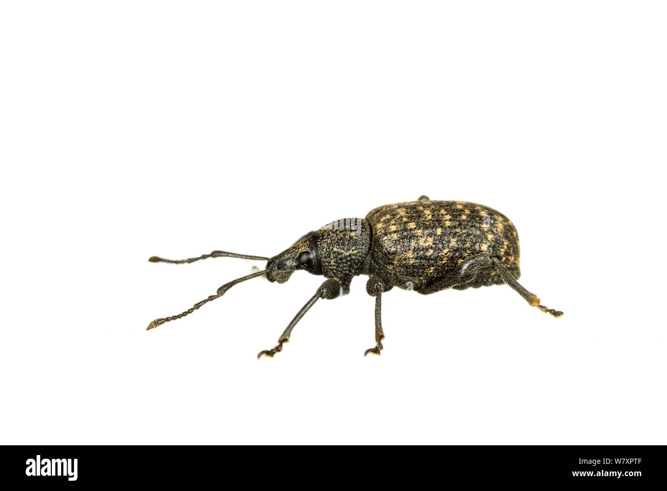 Vine weevil hi-res stock photography and images - Alamy