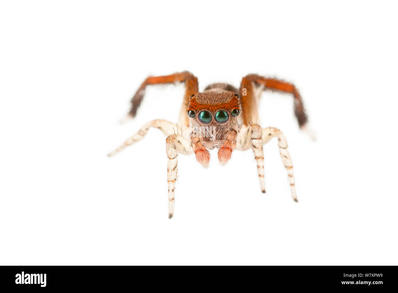 Jumping spider (Saitis barbipes) male, Maine-et-Loire, France ...