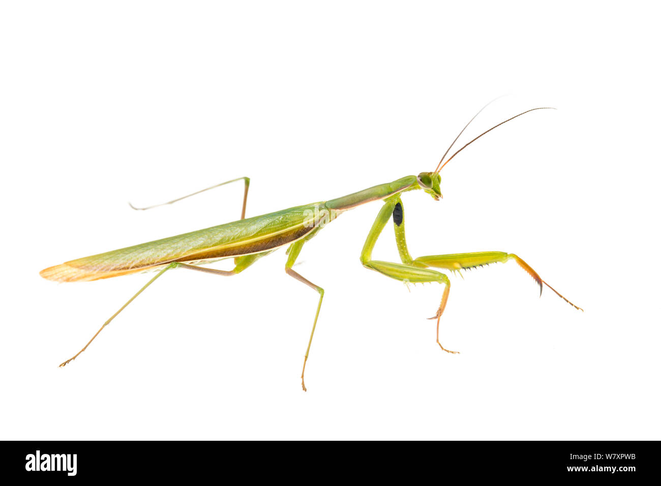 European praying mantis (Mantis religiosa) male, Maine-et-Loire, France ...