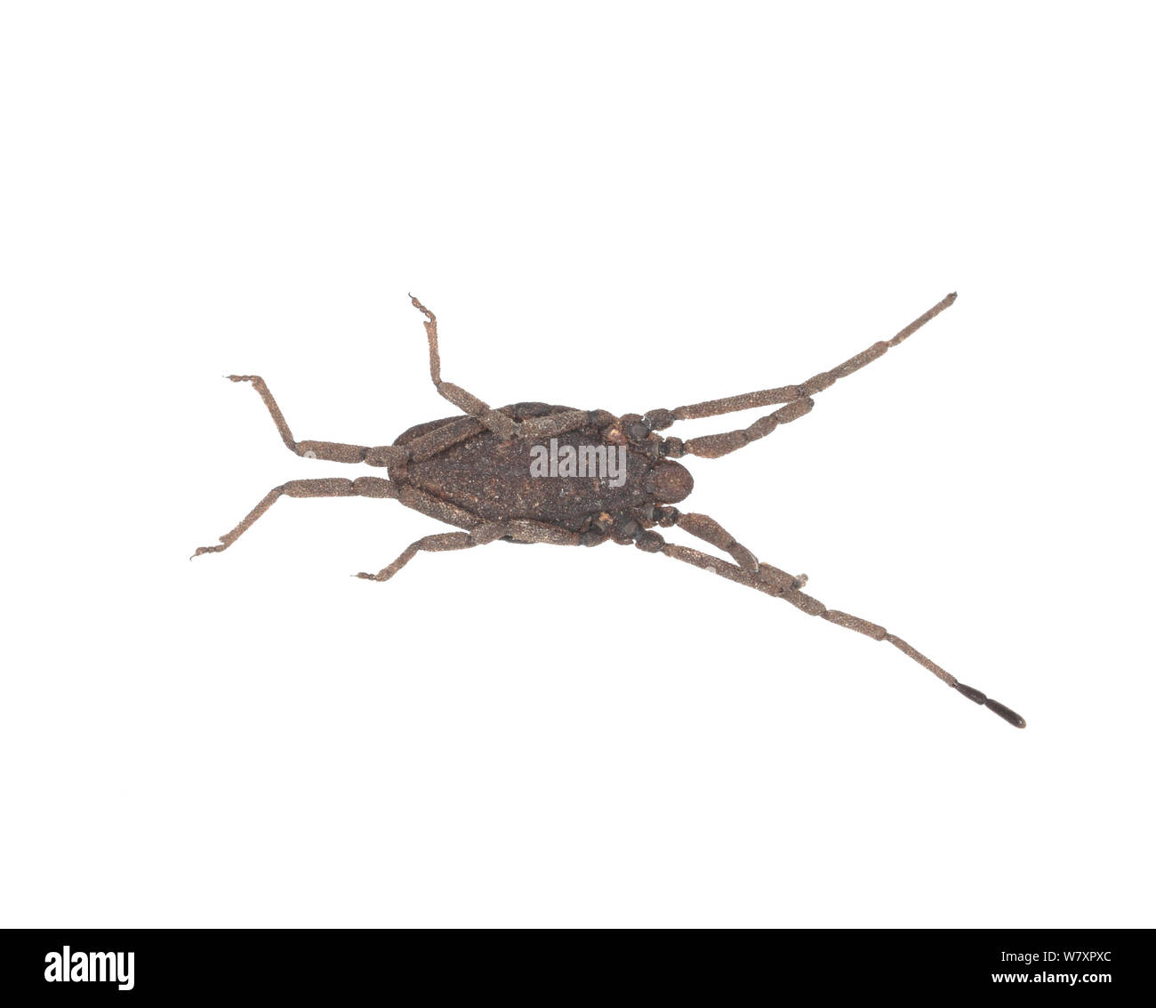 Trogulus hi-res stock photography and images - Alamy