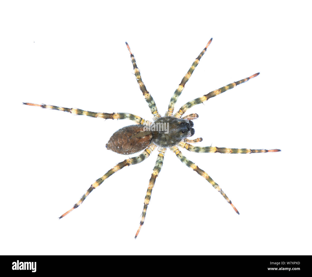Wolf spider (Arctosa cinerea) Lombardy, Italy, August ...