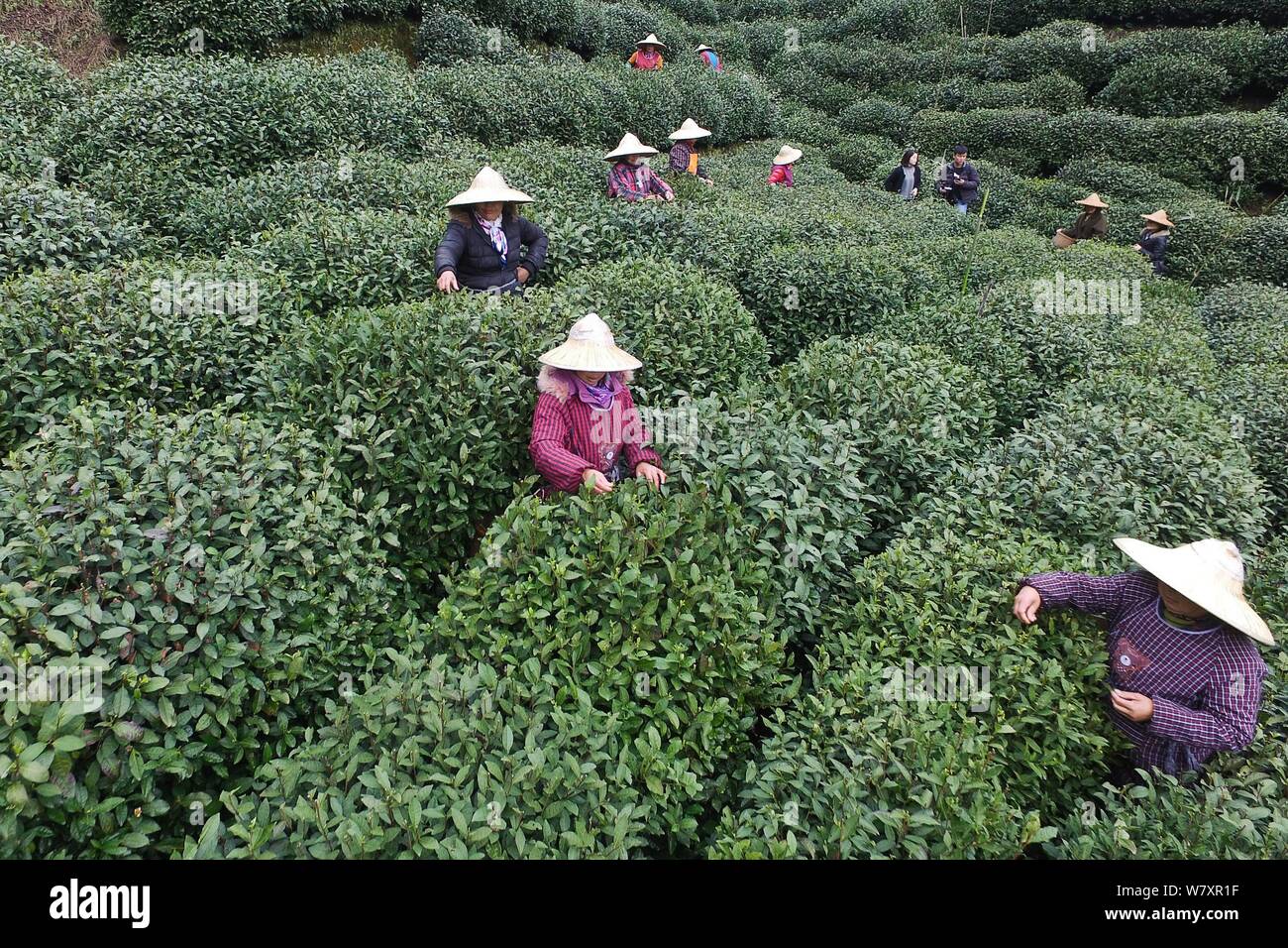 Chinese farmers harvest West Lake Longjing tea leaves at a tea ...