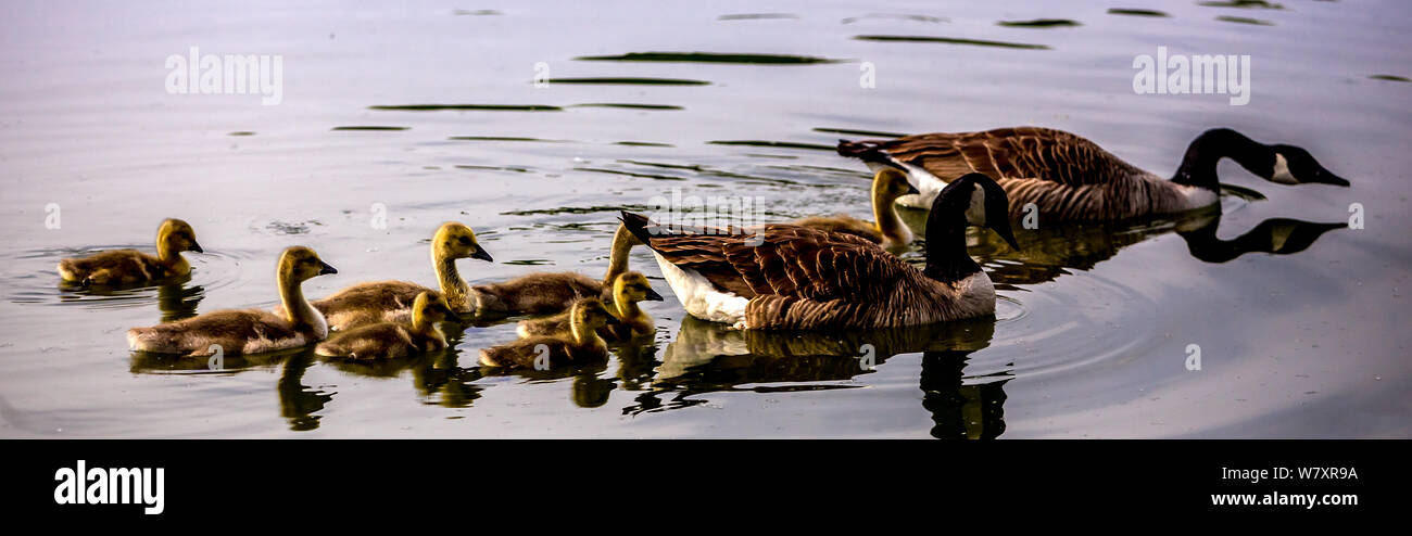 ducks and ducklings family on a pond in santeny, france Stock Photo - Alamy