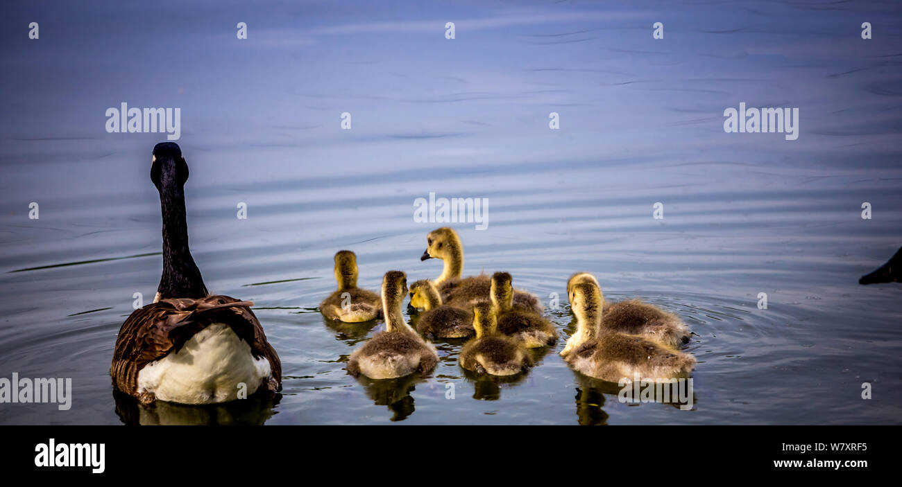 ducks and ducklings family on a pond in santeny, france Stock Photo - Alamy