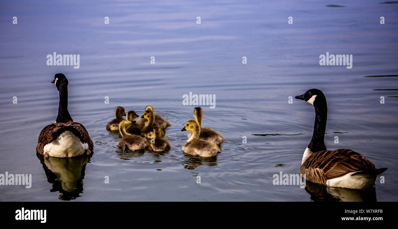 ducks and ducklings family on a pond in santeny, france Stock Photo - Alamy