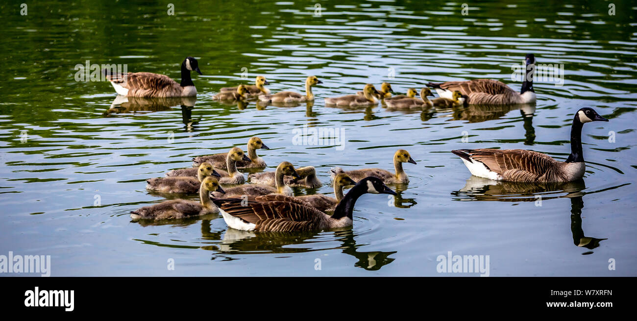 ducks and ducklings family on a pond in santeny, france Stock Photo - Alamy
