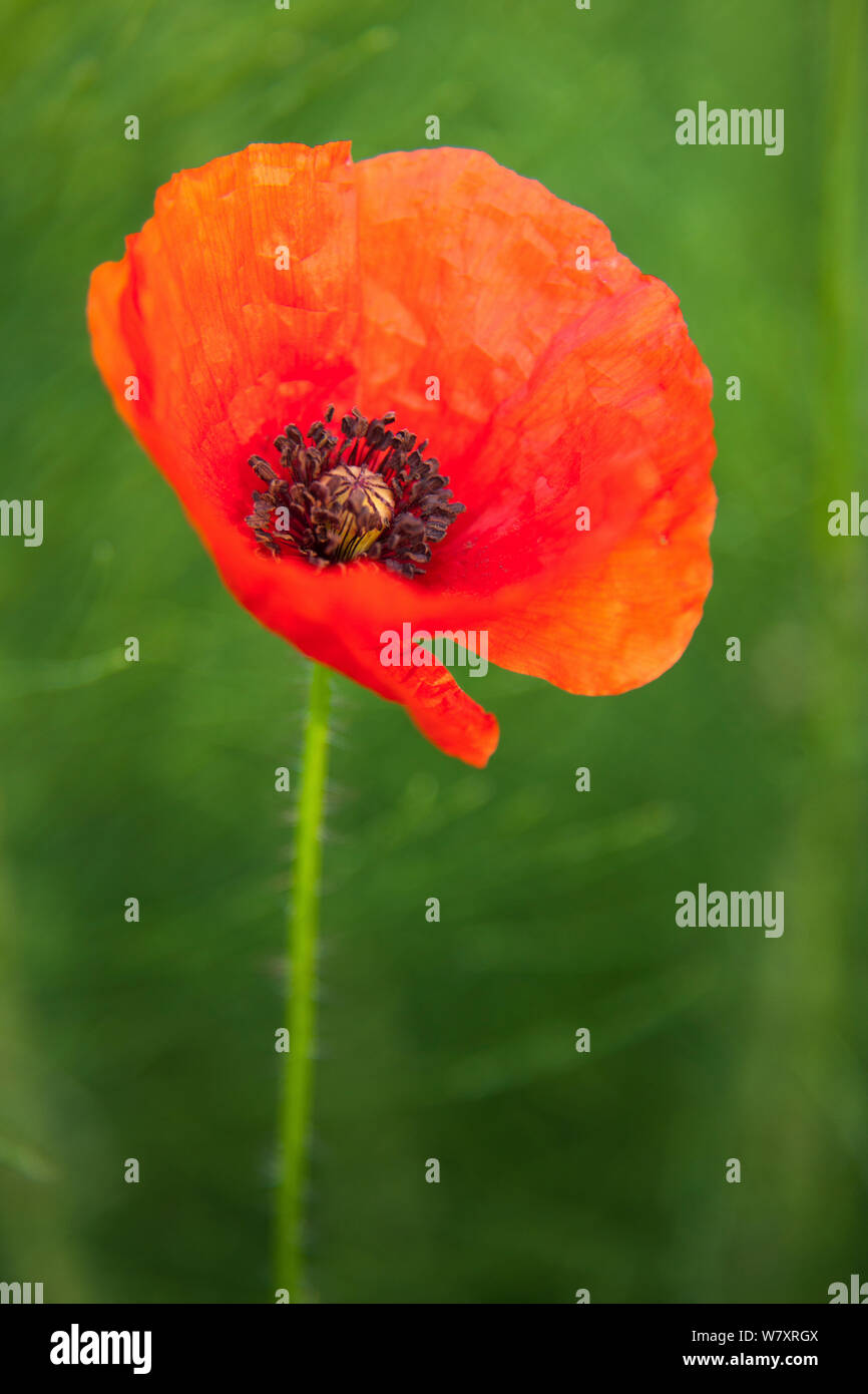 Common poppy (Papaver rhoeas) in flower, Marche, Italy, May Stock Photo ...