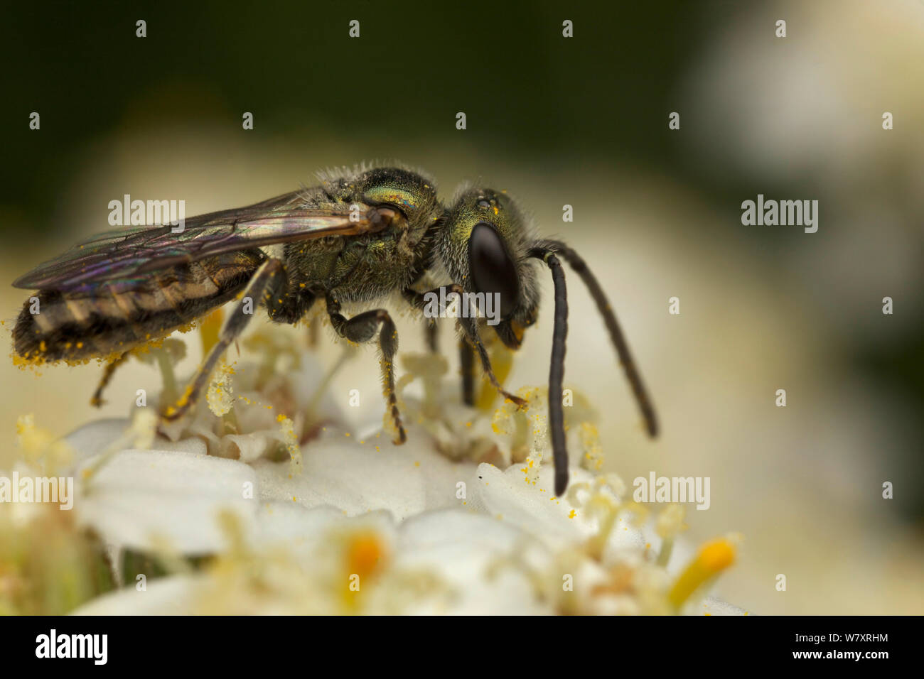 Sweat bee uk hi-res stock photography and images - Alamy
