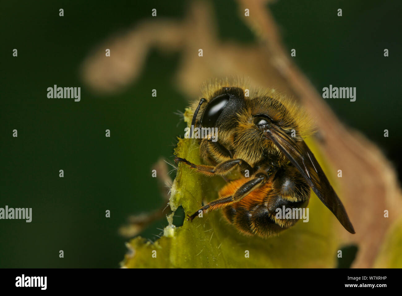 Orange vented mason bee (Osmia leaiana) making pulp, Bristol, England ...