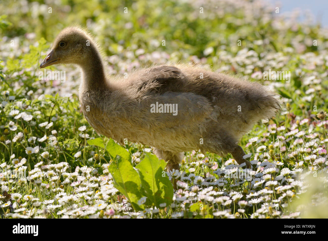 Gosling flower hi-res stock photography and images - Alamy