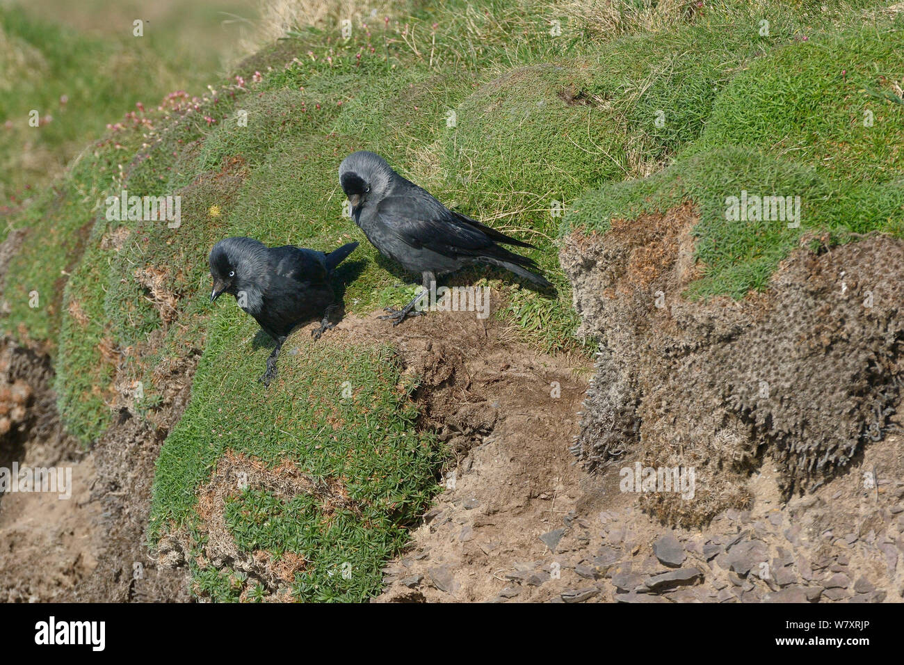 Jackdaw cliff nest uk hi-res stock photography and images - Alamy