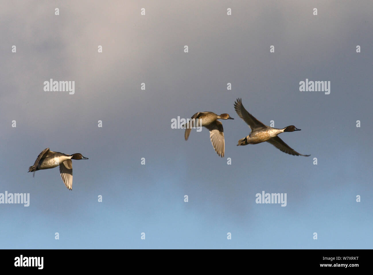 Dabbling duck hi-res stock photography and images - Alamy