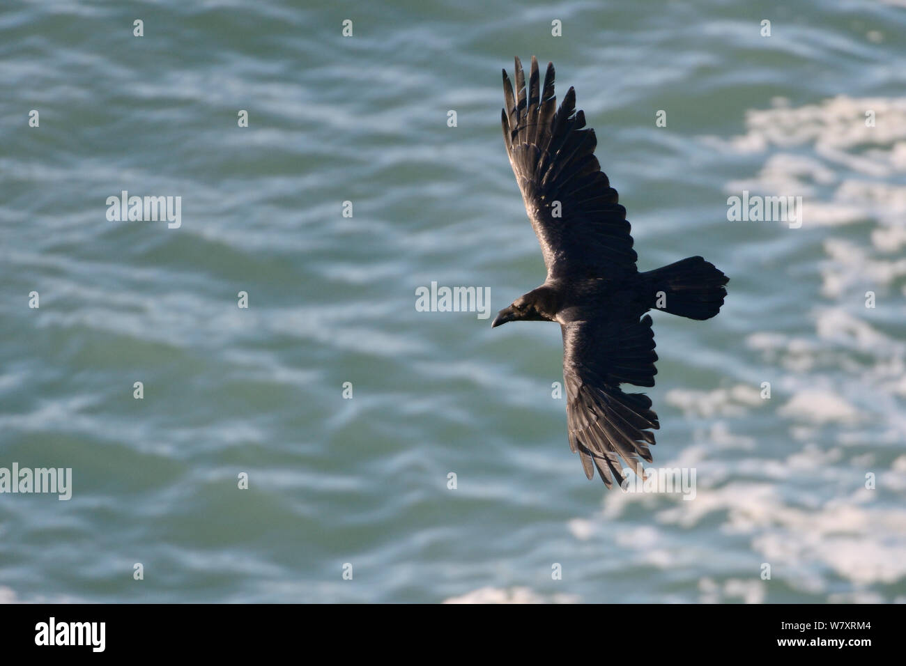 Sea raven hi-res stock photography and images - Alamy