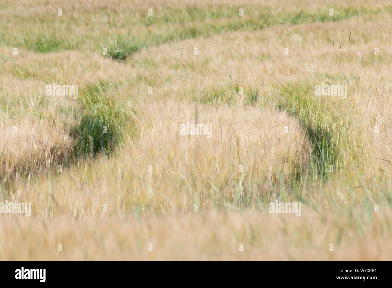 Tractor tracks field barley hordeum vulgare hi-res stock photography ...