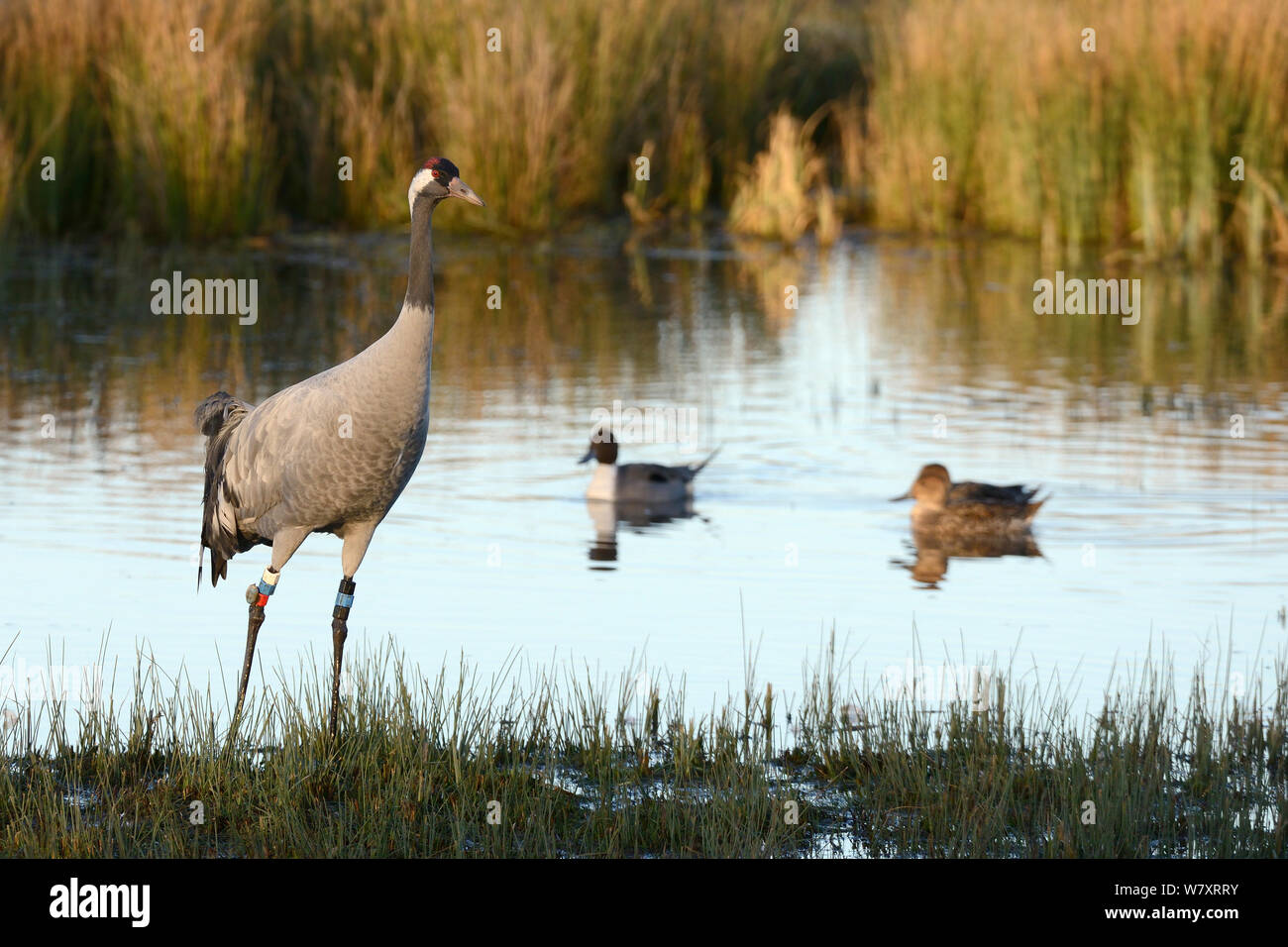 Common / Eurasian crane (Grus grus) 'Wendy' released by the Great Crane ...