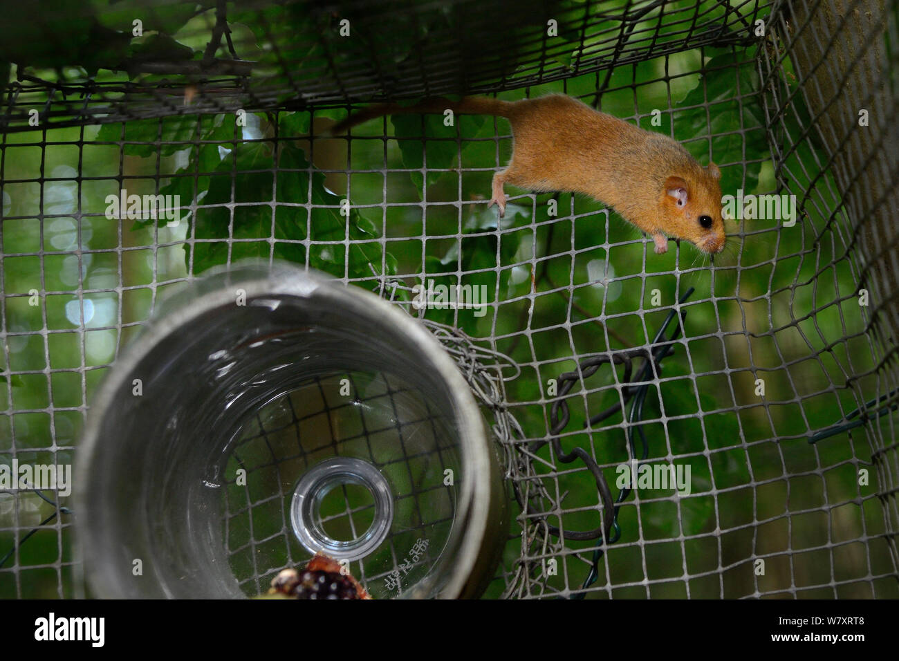Hazel dormouse (Muscardinus avellanarius) exploring 'soft release' cage ...