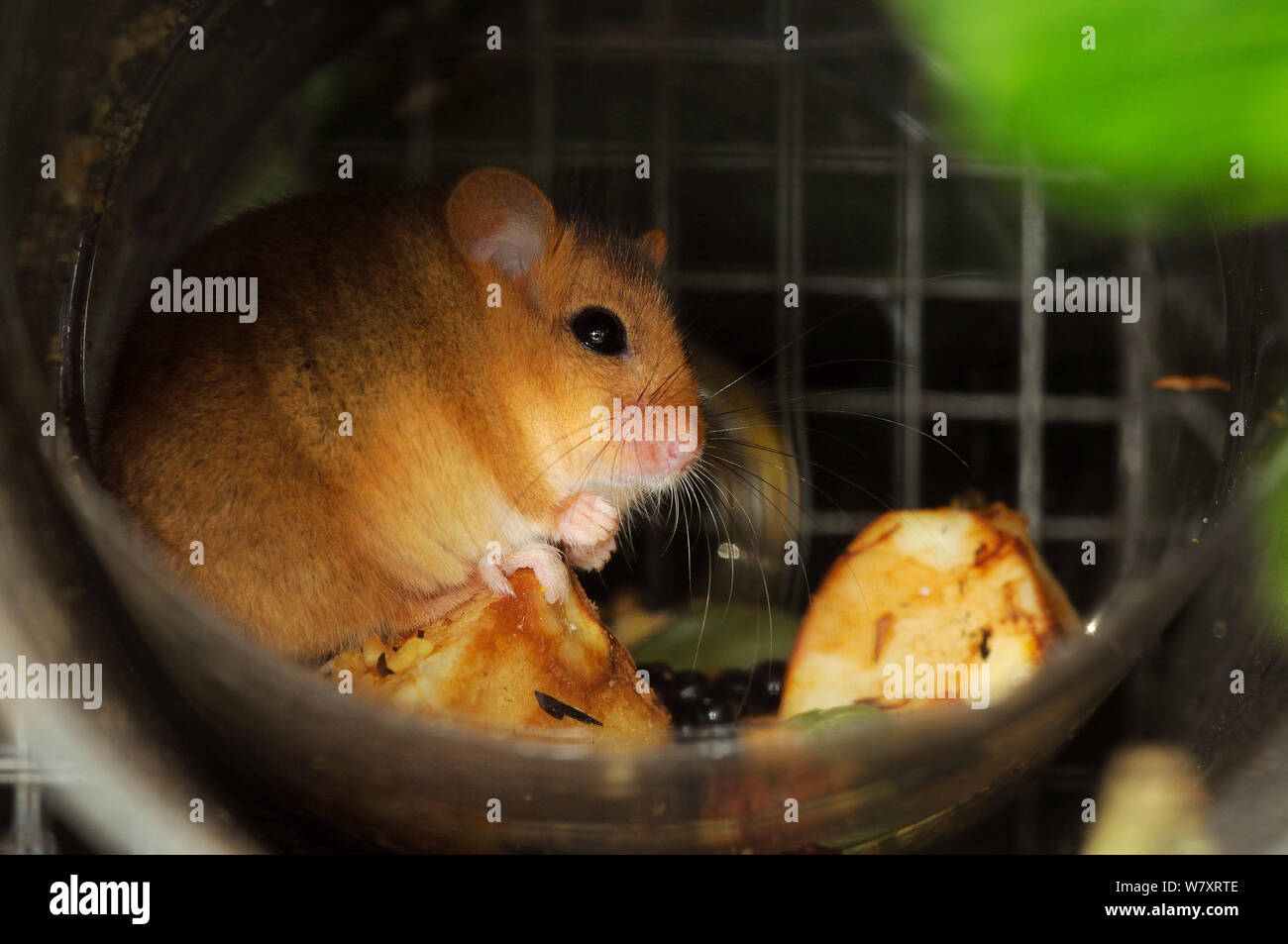 Dormouse fruit hi-res stock photography and images - Alamy