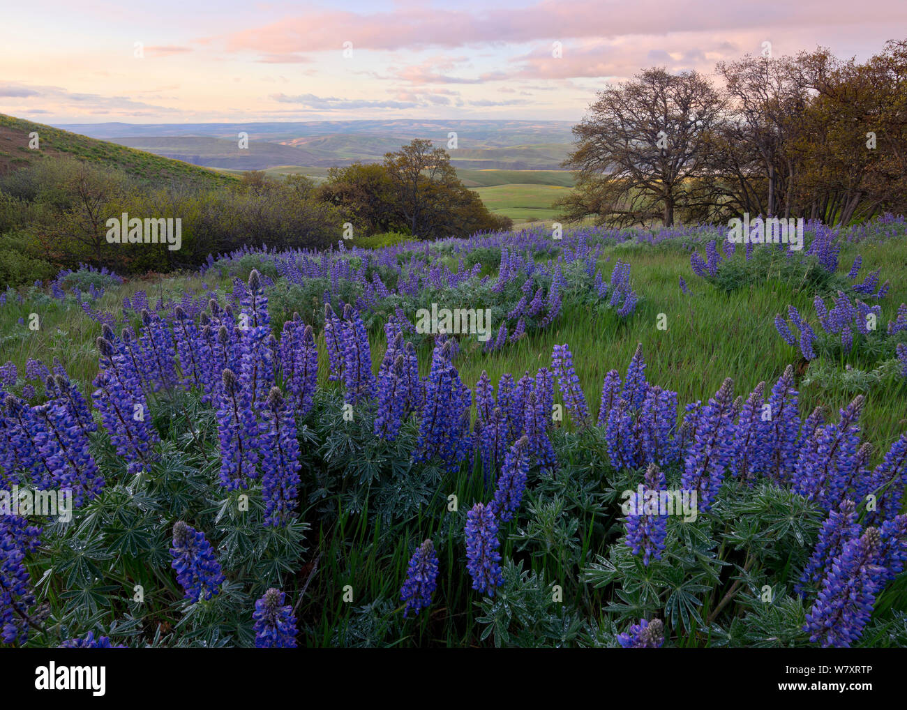 Lupin seed hi-res stock photography and images - Alamy