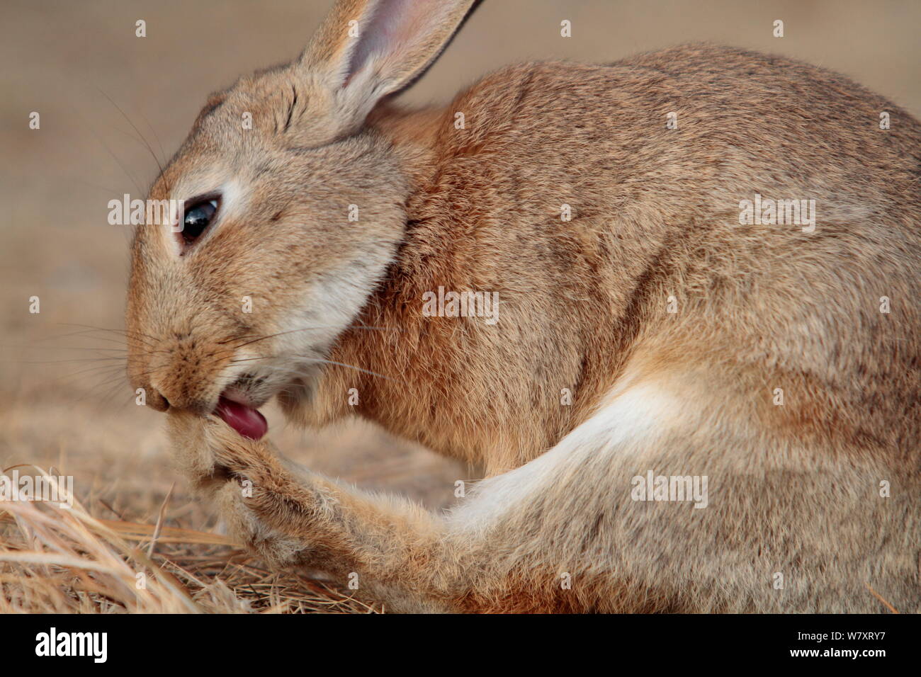 Rabbit feet hi-res stock photography and images - Alamy