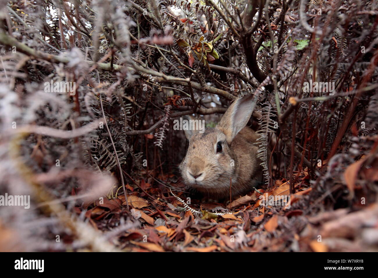 Rabbit walking through pathway through bushes, Okunoshima 'Rabbit ...