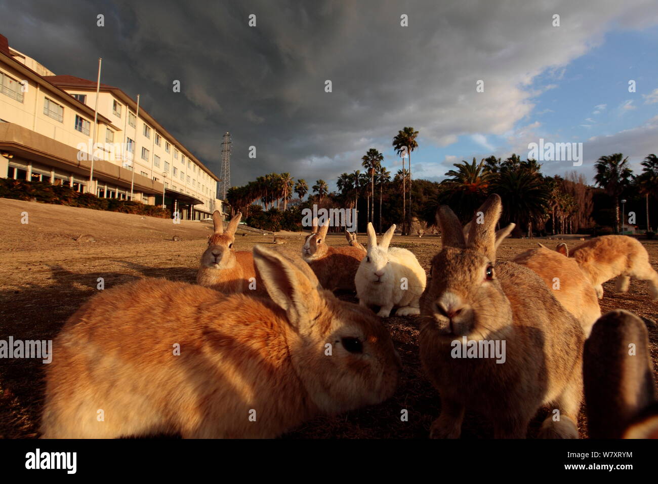 Rabbits on lawn of hotel, Okunoshima 'Rabbit Island', Takehara ...