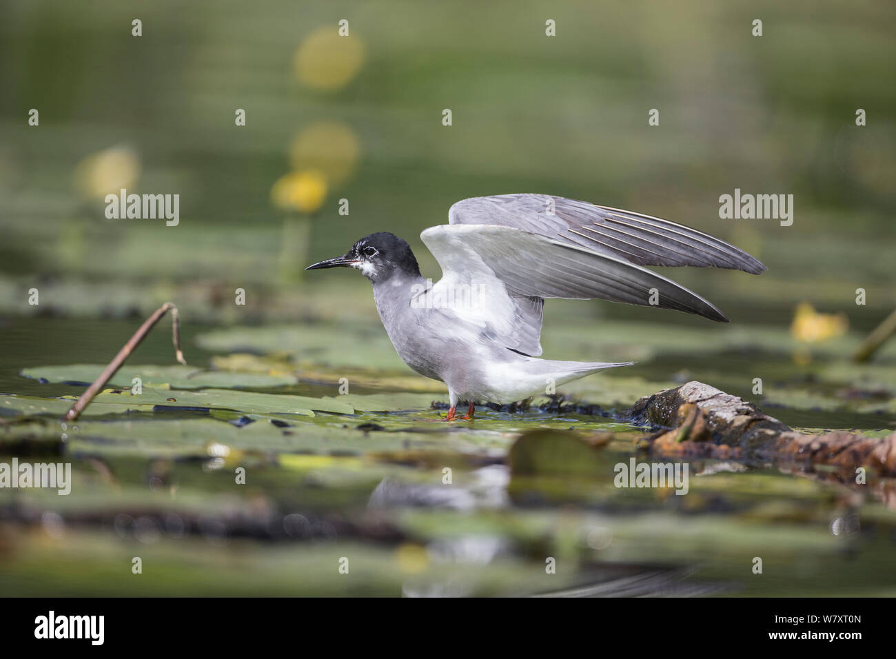 Juvenile black tern europe hi-res stock photography and images - Alamy