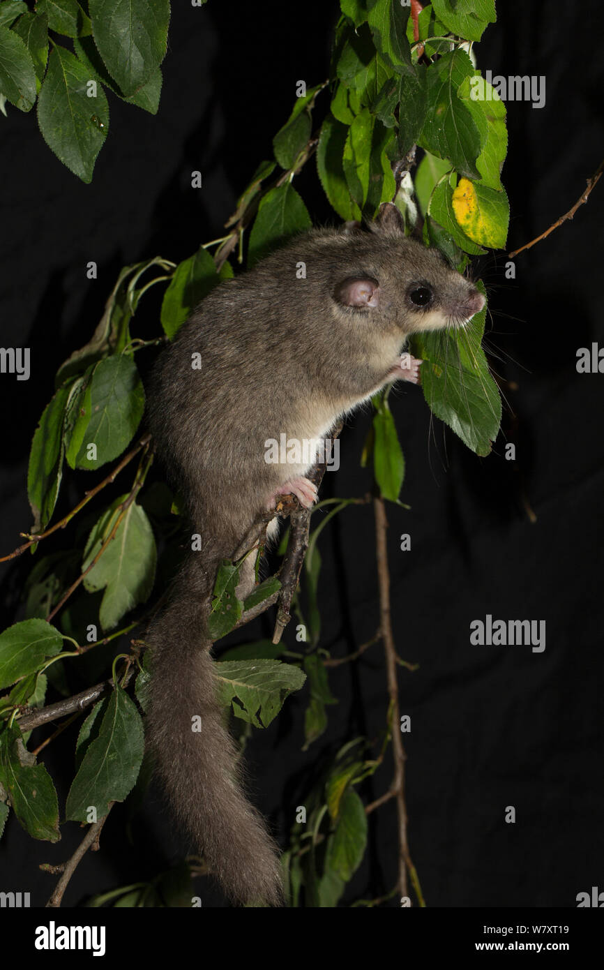 Edible dormouse (Glis glis) in a mirabelle tree (Prunus domestica ...