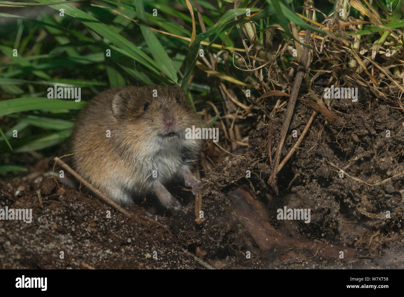 Common vole (Microtus arvalis), Lower Saxony, Germany, captive, August ...
