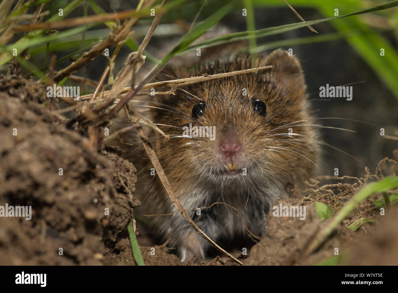 Common vole (Microtus arvalis), Lower Saxony, Germany, captive, August ...