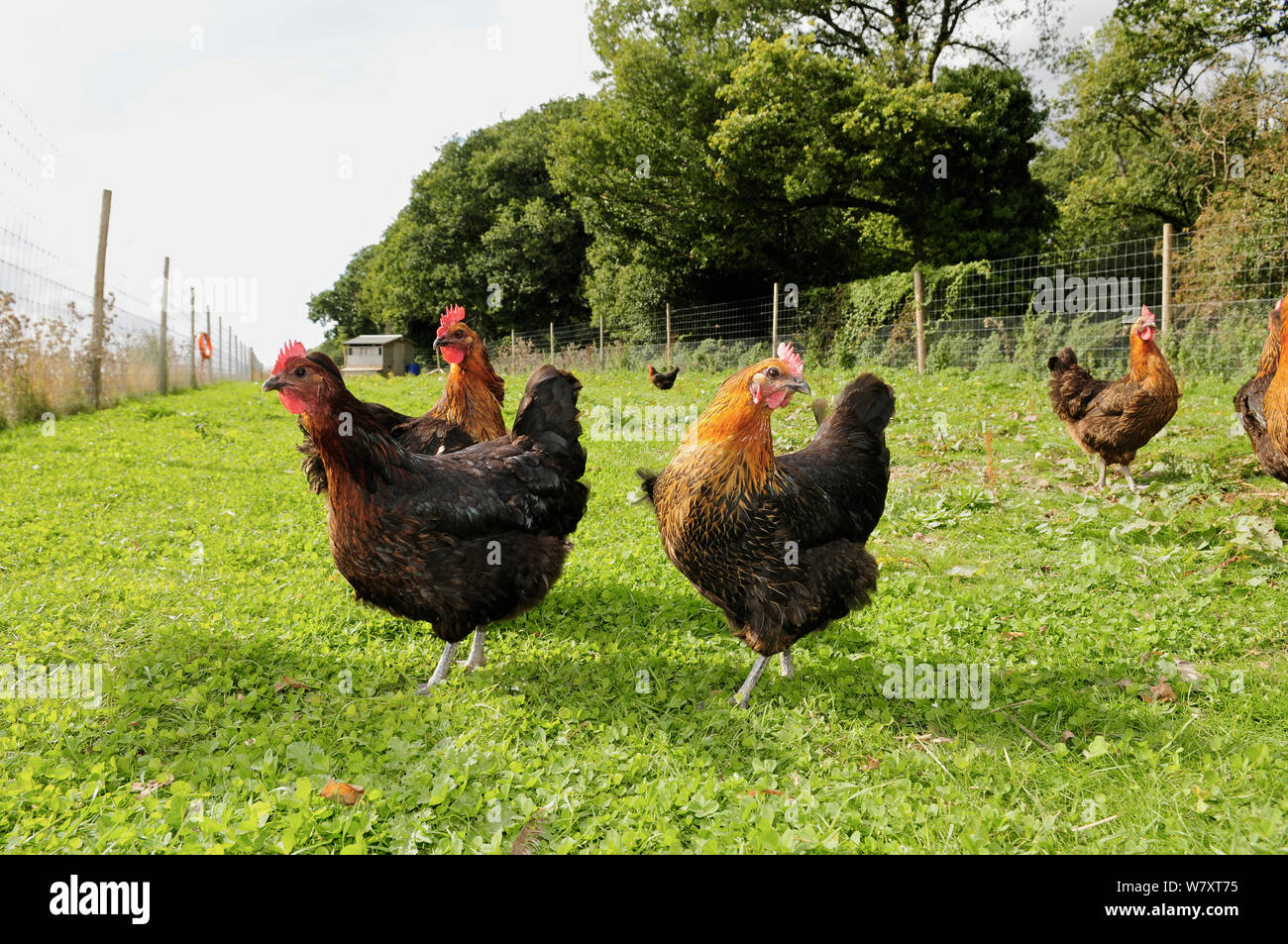 Free range chickens at Laverstoke Park Farm, Hampshire, UK, September ...