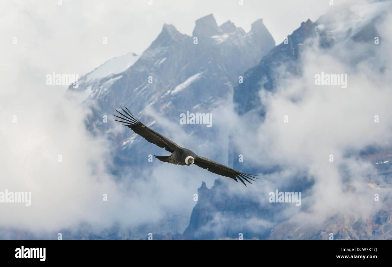 Andean condor hi-res stock photography and images - Alamy