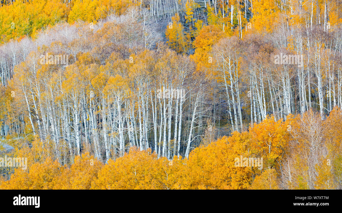 Aspen trees (Populus tremuloides) in autumn, Dixie National Forest ...