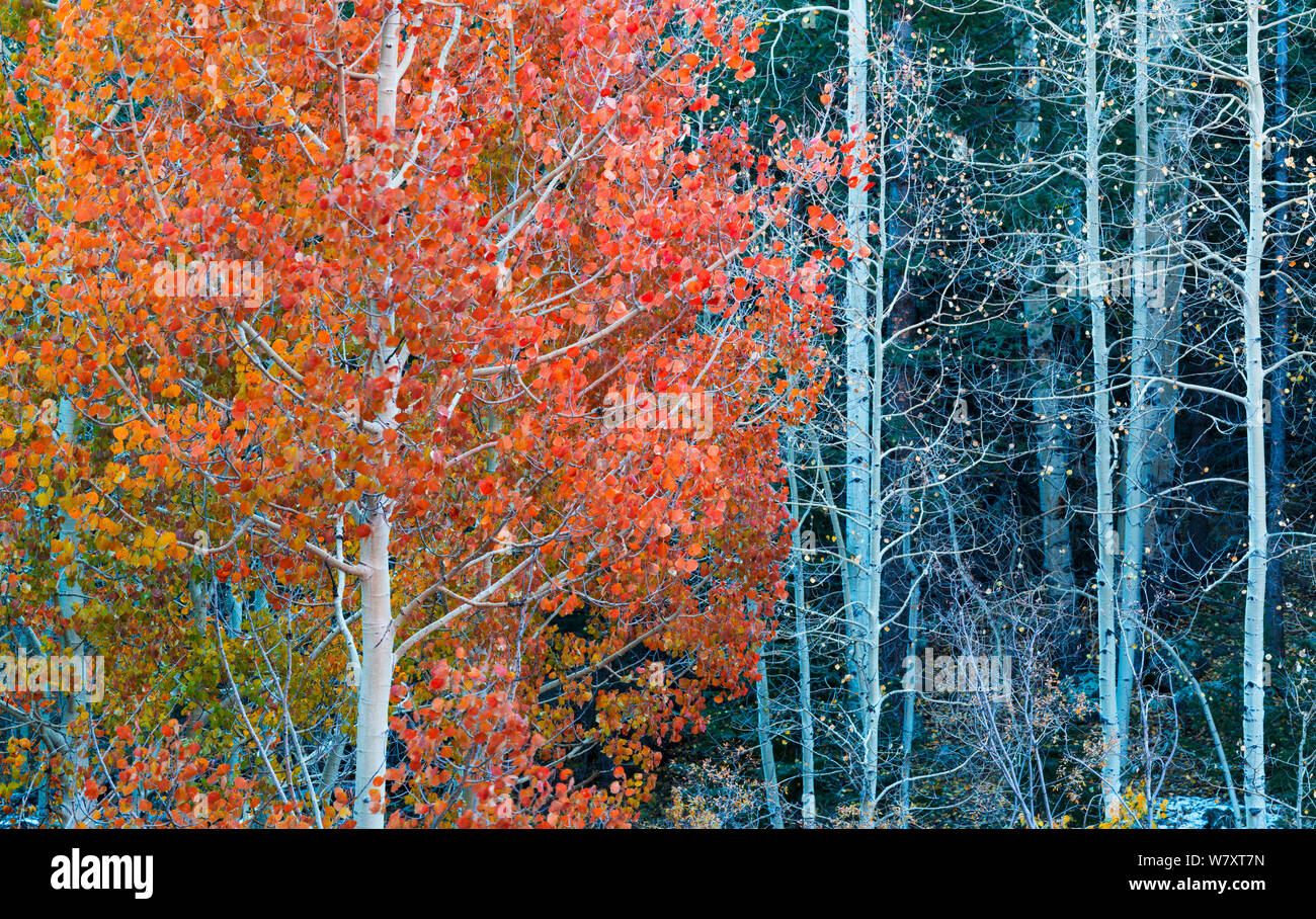 Aspen trees (Populus tremuloides) in autumn, Dixie National Forest ...