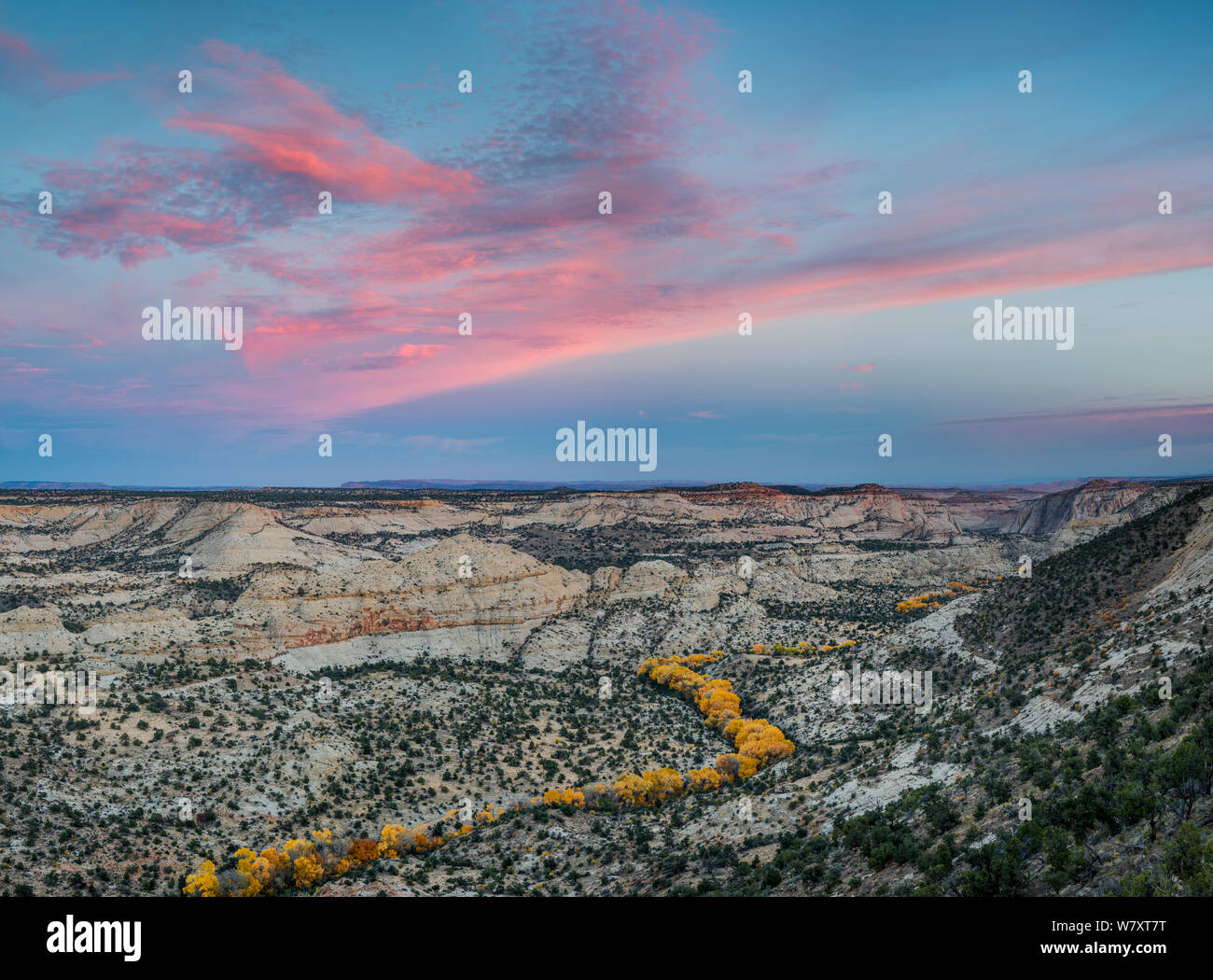 Western cottonwood tree hi-res stock photography and images - Alamy