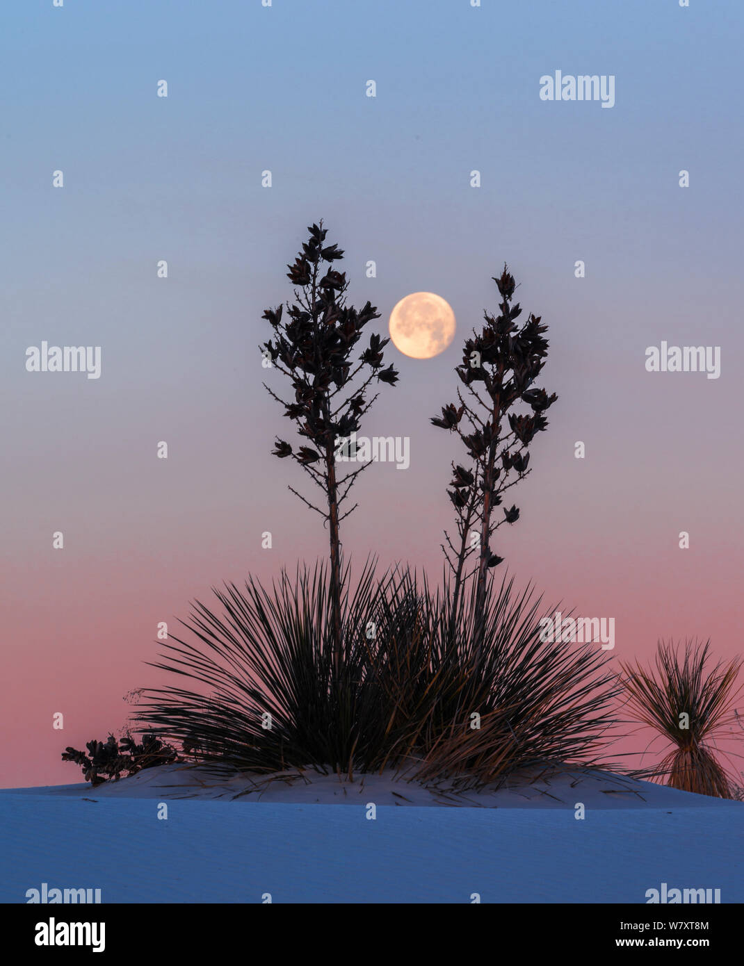 Yucca angustifolia hi-res stock photography and images - Alamy