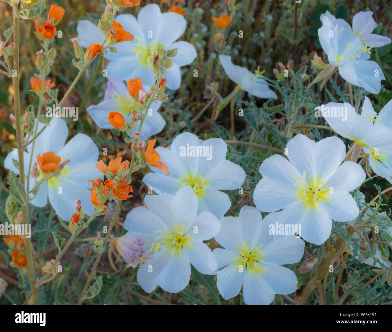 Globemallow hi-res stock photography and images - Alamy