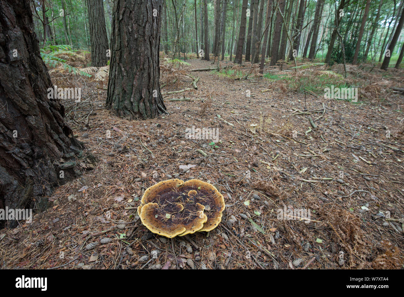 Dyer's Mazegill Fungus (Phaeolus schweinitzii) growing on root of Scots ...