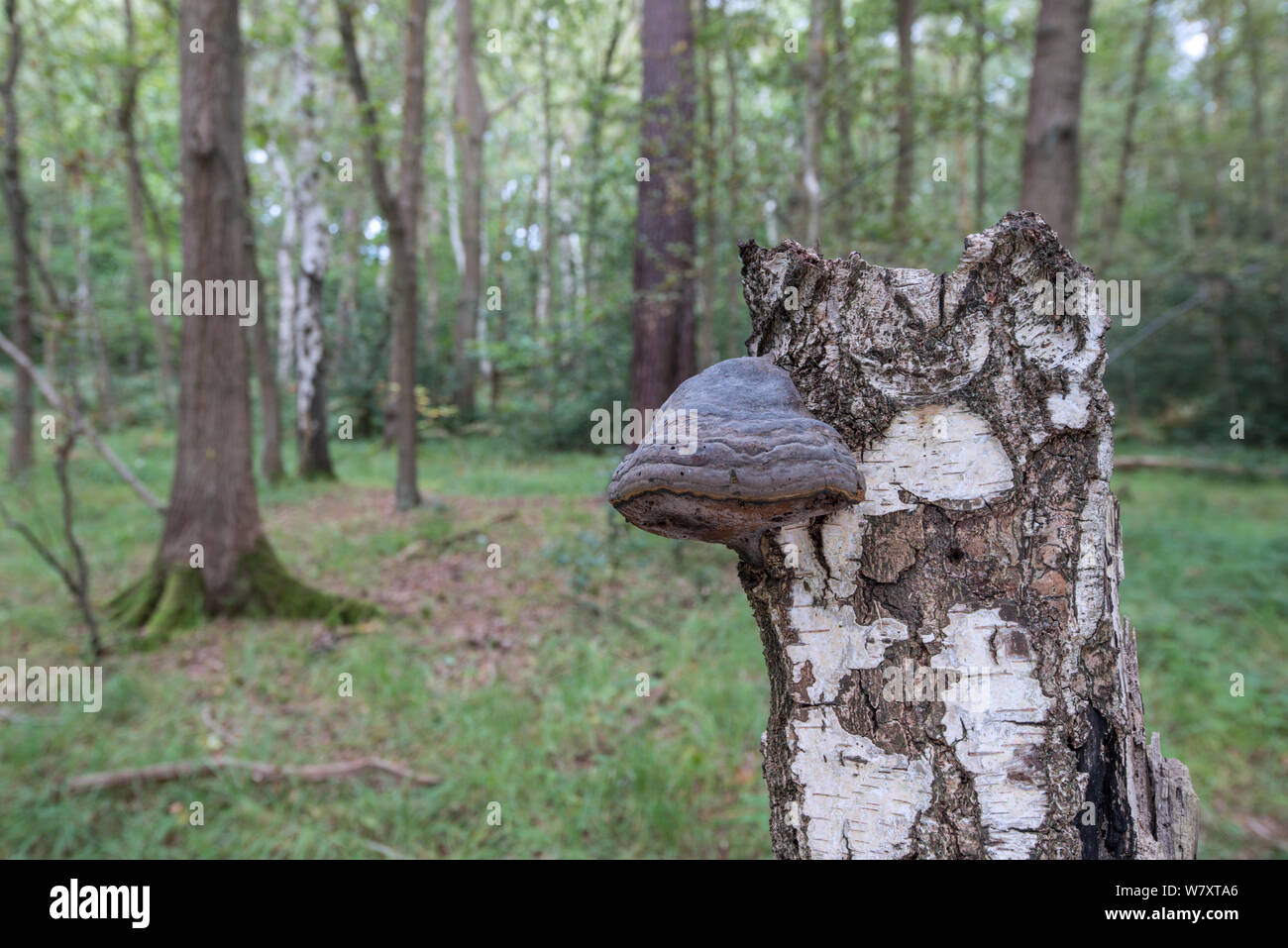 Birch bracket fungi uk hi-res stock photography and images - Alamy