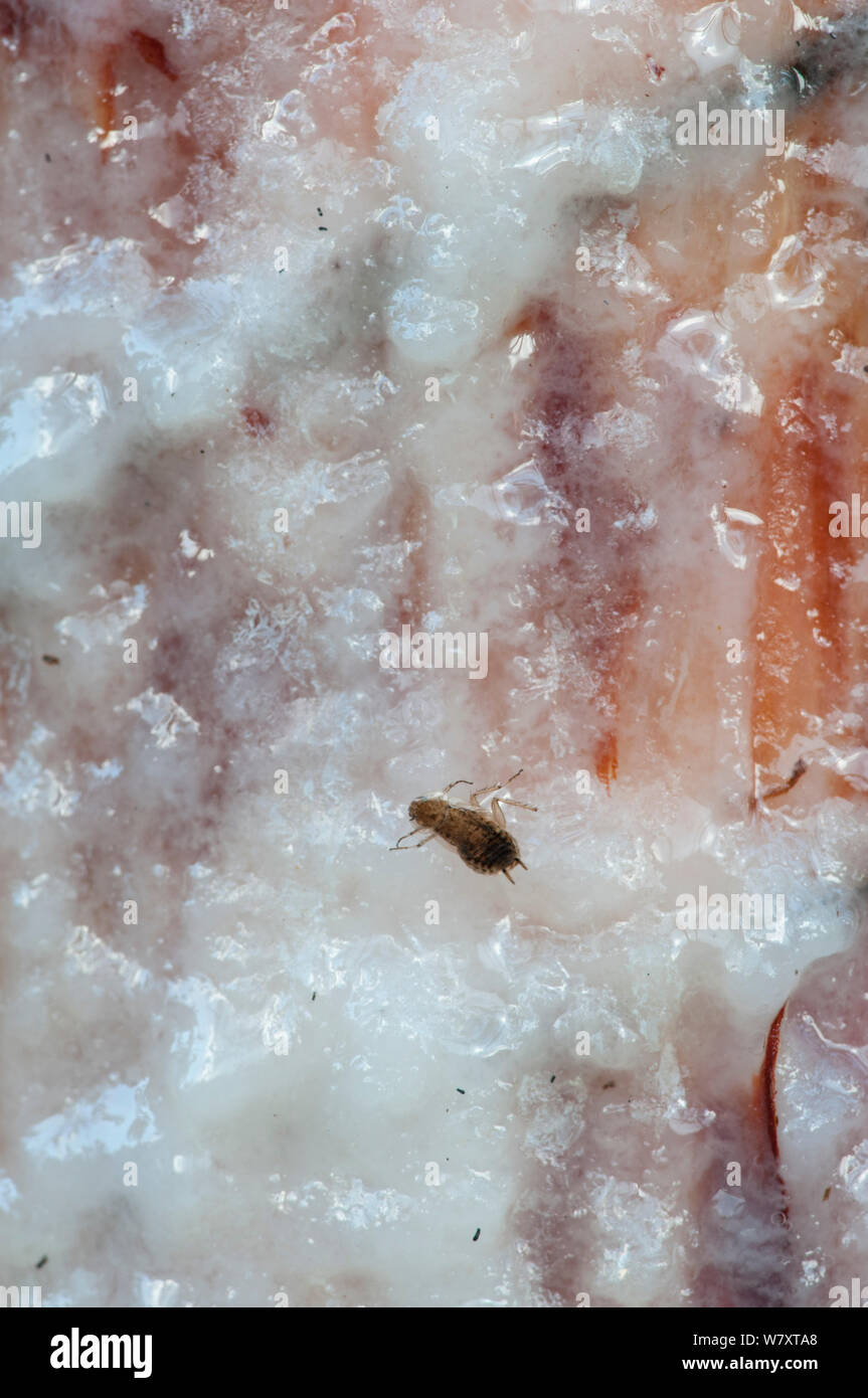 Insects trapped in resin of Maritime Pine (Pinus pinaster) that is ...