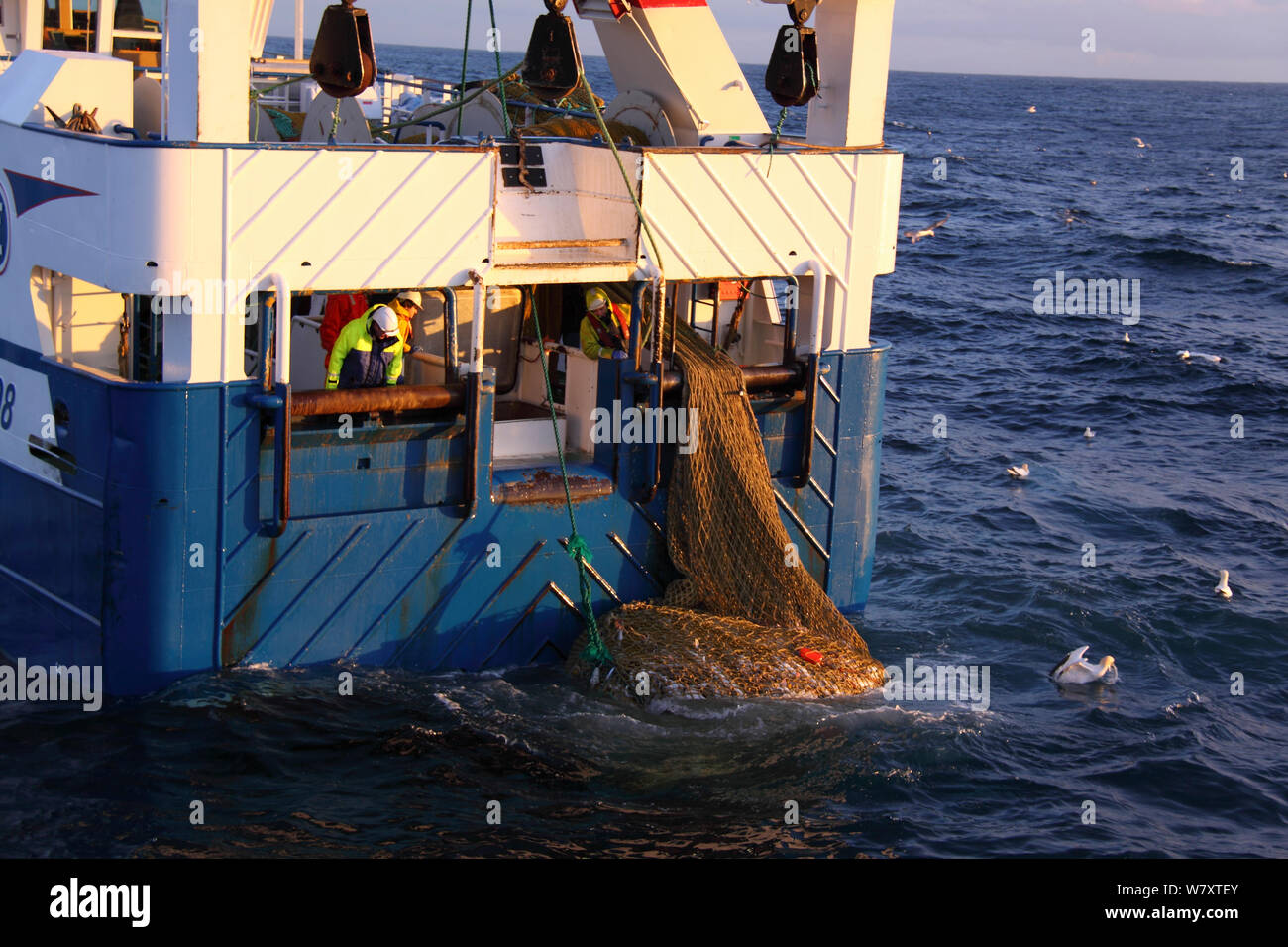Fishermen winch a catch of Cod (Gadus morhua) on board the North Sea ...