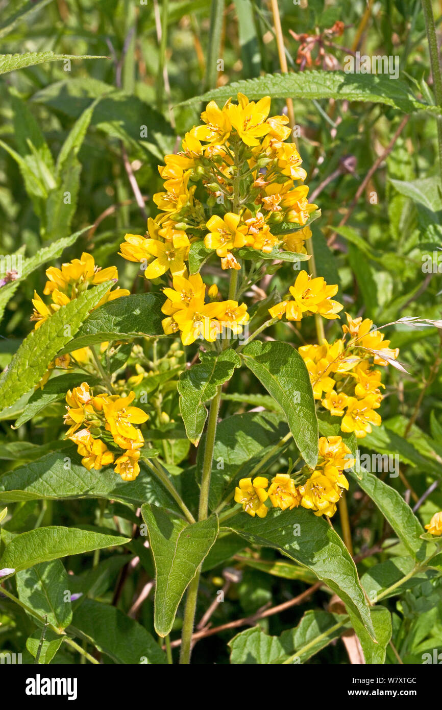 Hypericum sp hi-res stock photography and images - Alamy