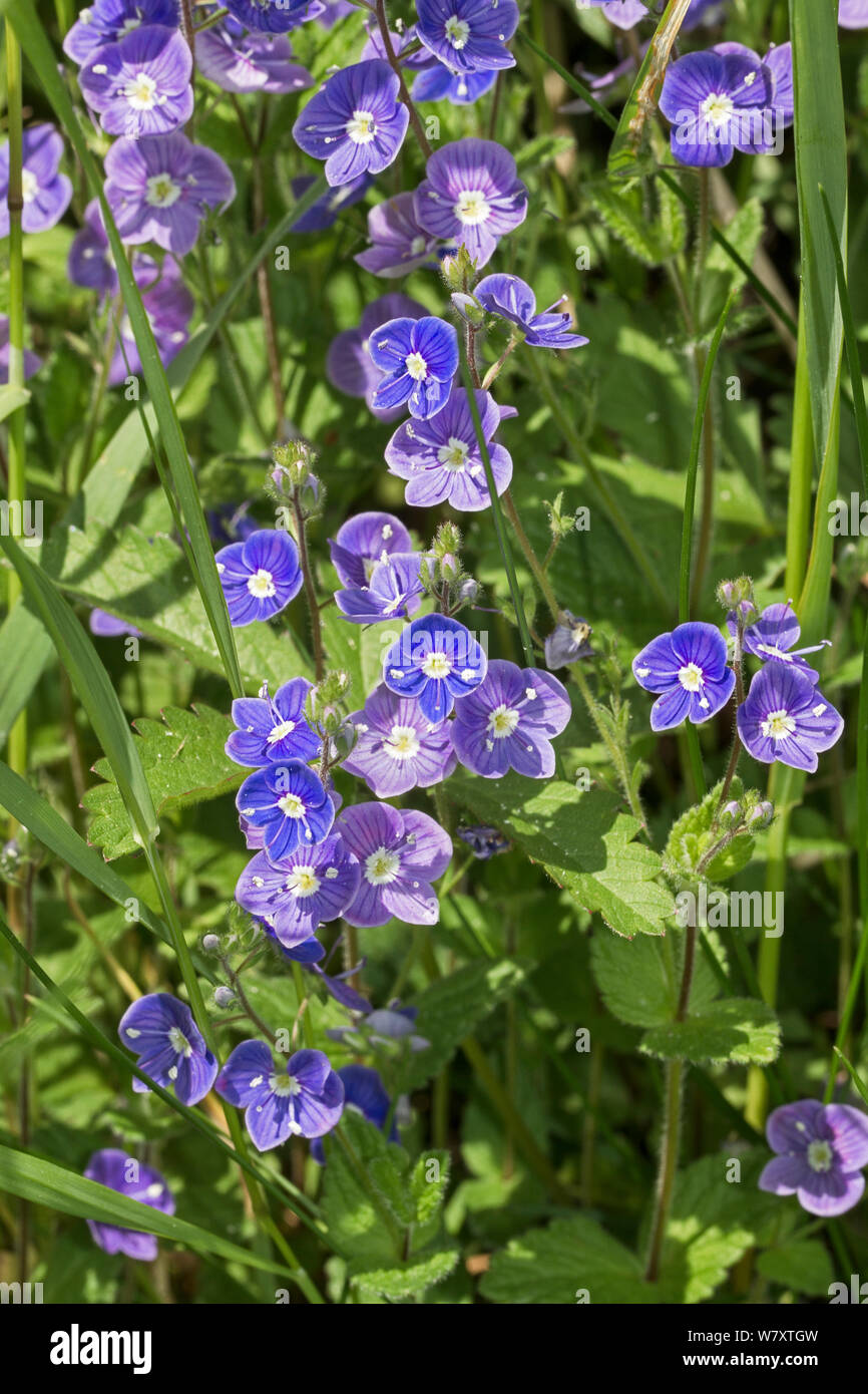 Purple flowering speedwell hi-res stock photography and images - Alamy