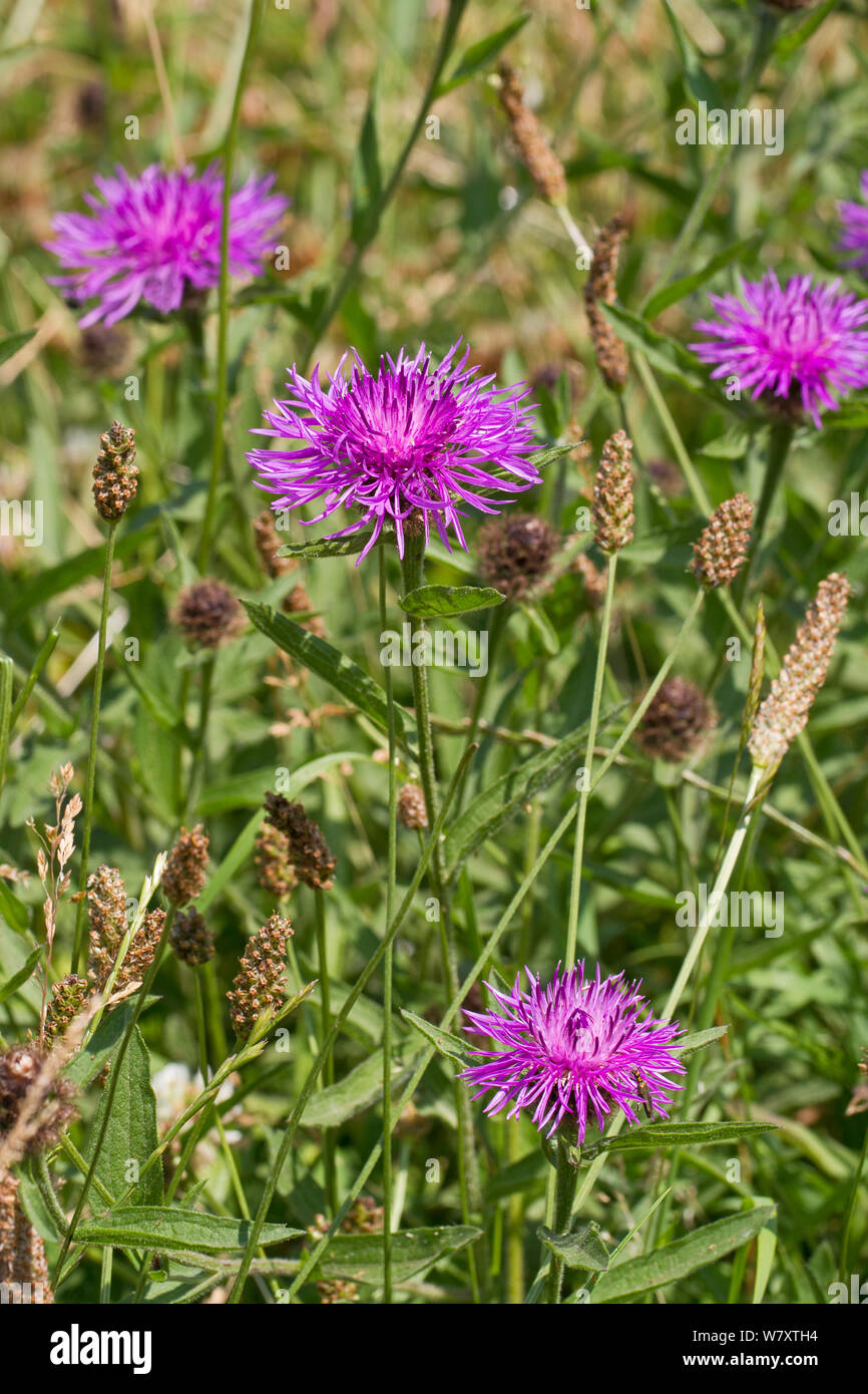 Common Knapweed (Centaurea nigra) Ladywell Fields, Lewisham, South East ...