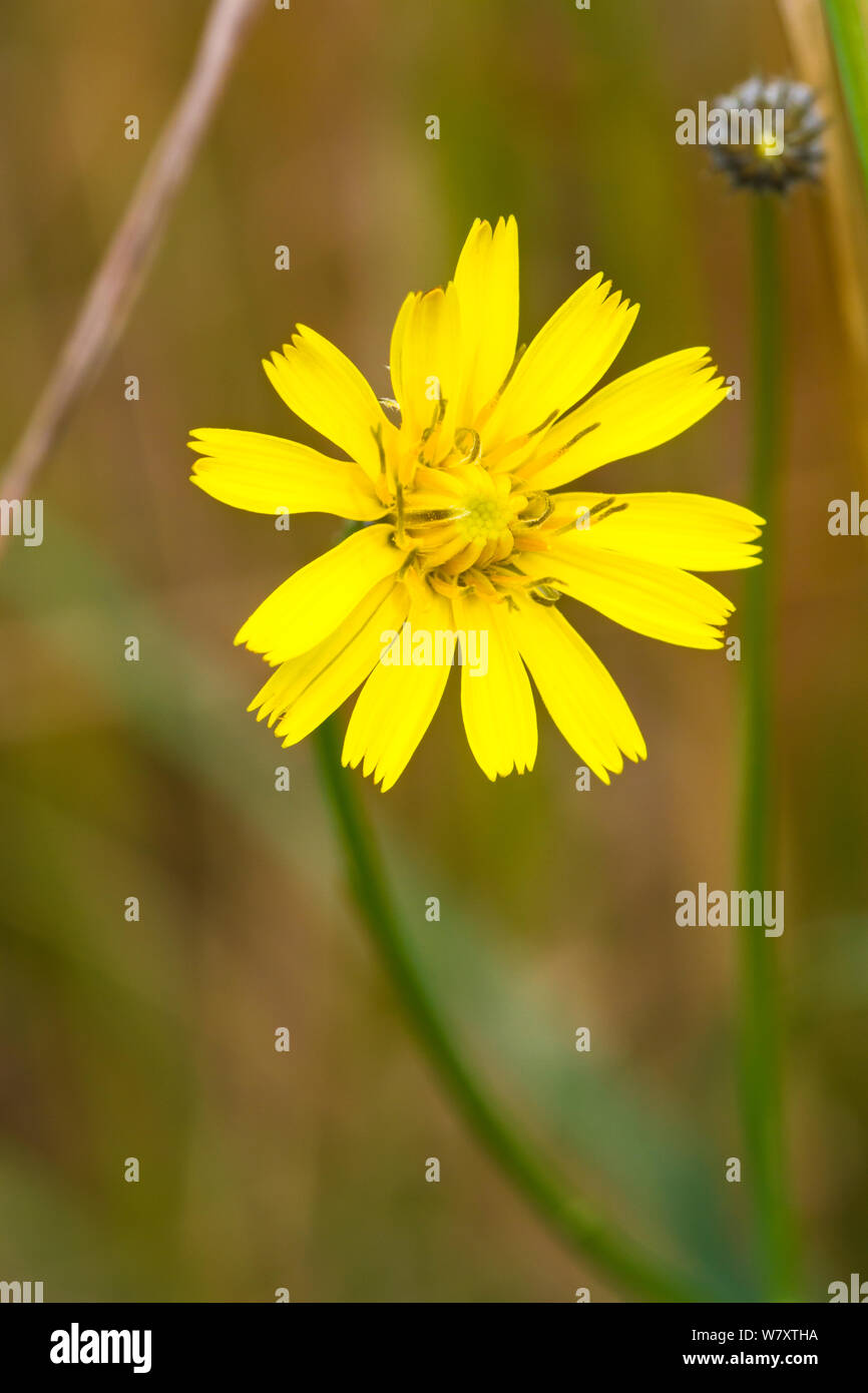 Nipplewort (Lapsana communis) Brockley cemetery, Lewisham, South East ...