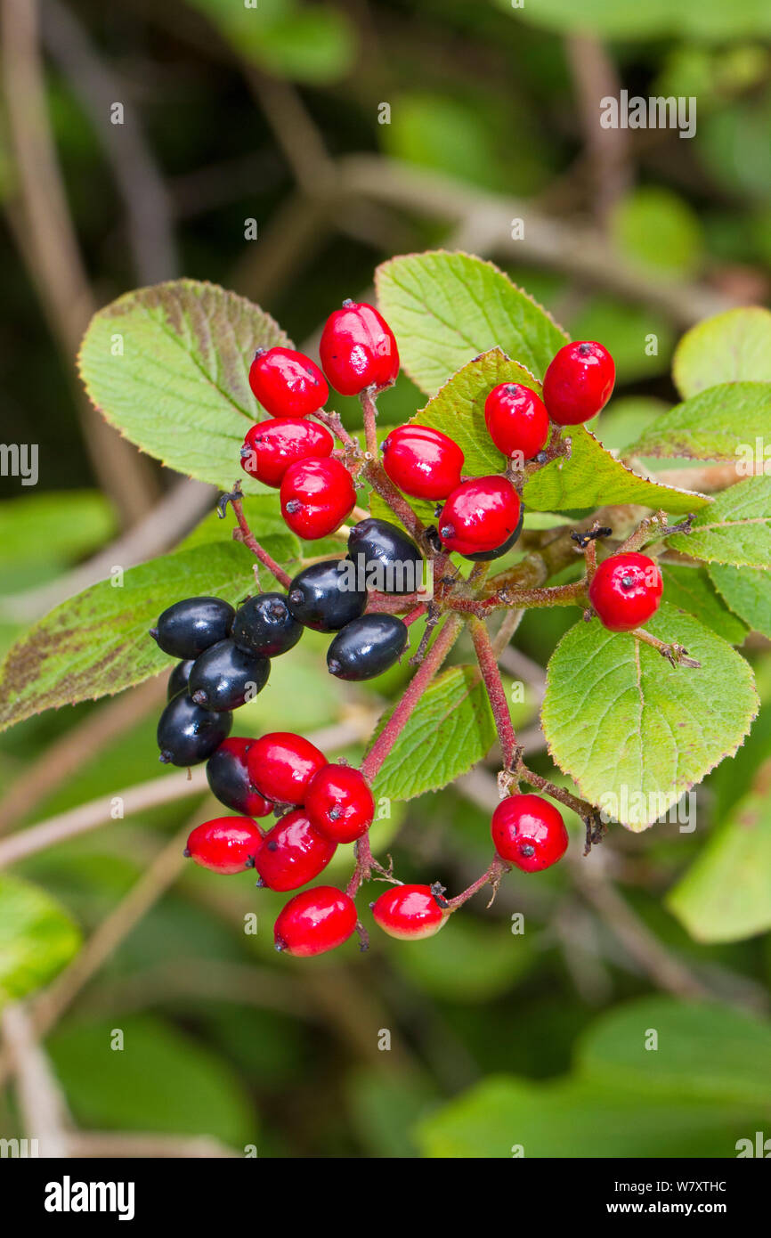 Berries of Wayfaring tree (Viburnum lantana) Brockley cemetery ...