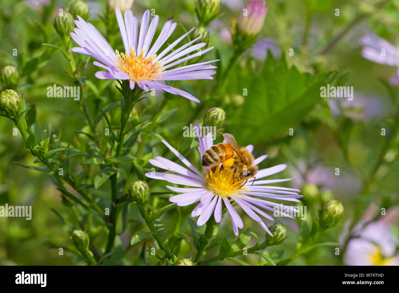 Wild aster uk hi-res stock photography and images - Alamy